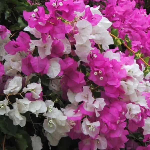 Bougainvillea Spectabilis Willd Seeds Miniature Flower Plant Seeds 40